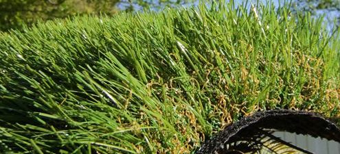 Tacoma - Genesis Turf