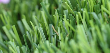 Sierra - Genesis Turf