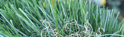 Emerald - Genesis Turf